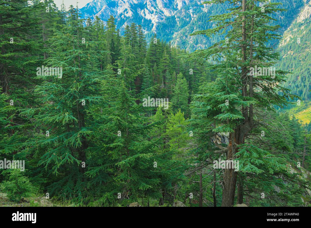 A landscape featuring a lush green forest and trees in nature ...