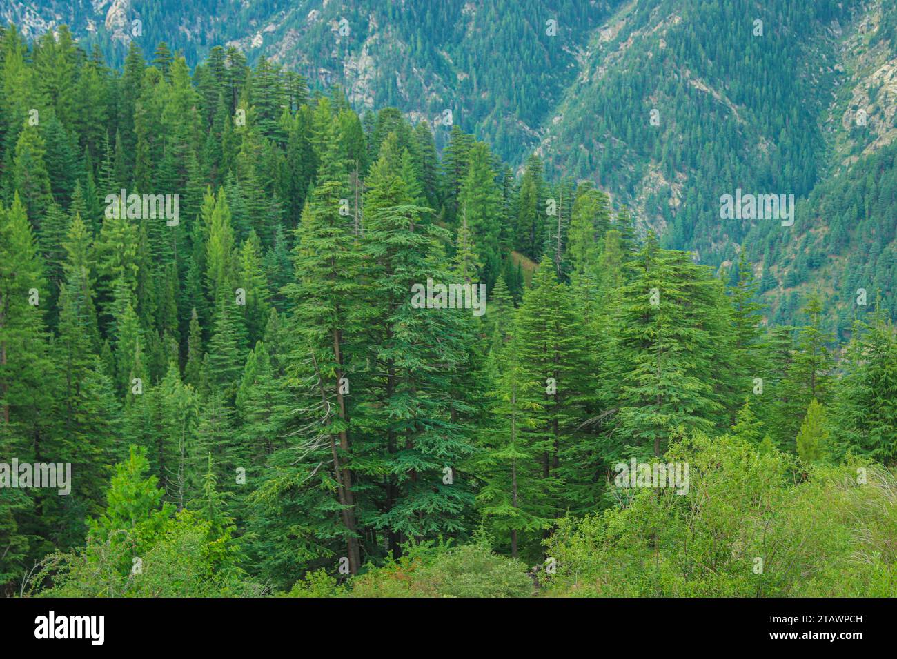 A landscape featuring a lush green forest and trees in nature ...