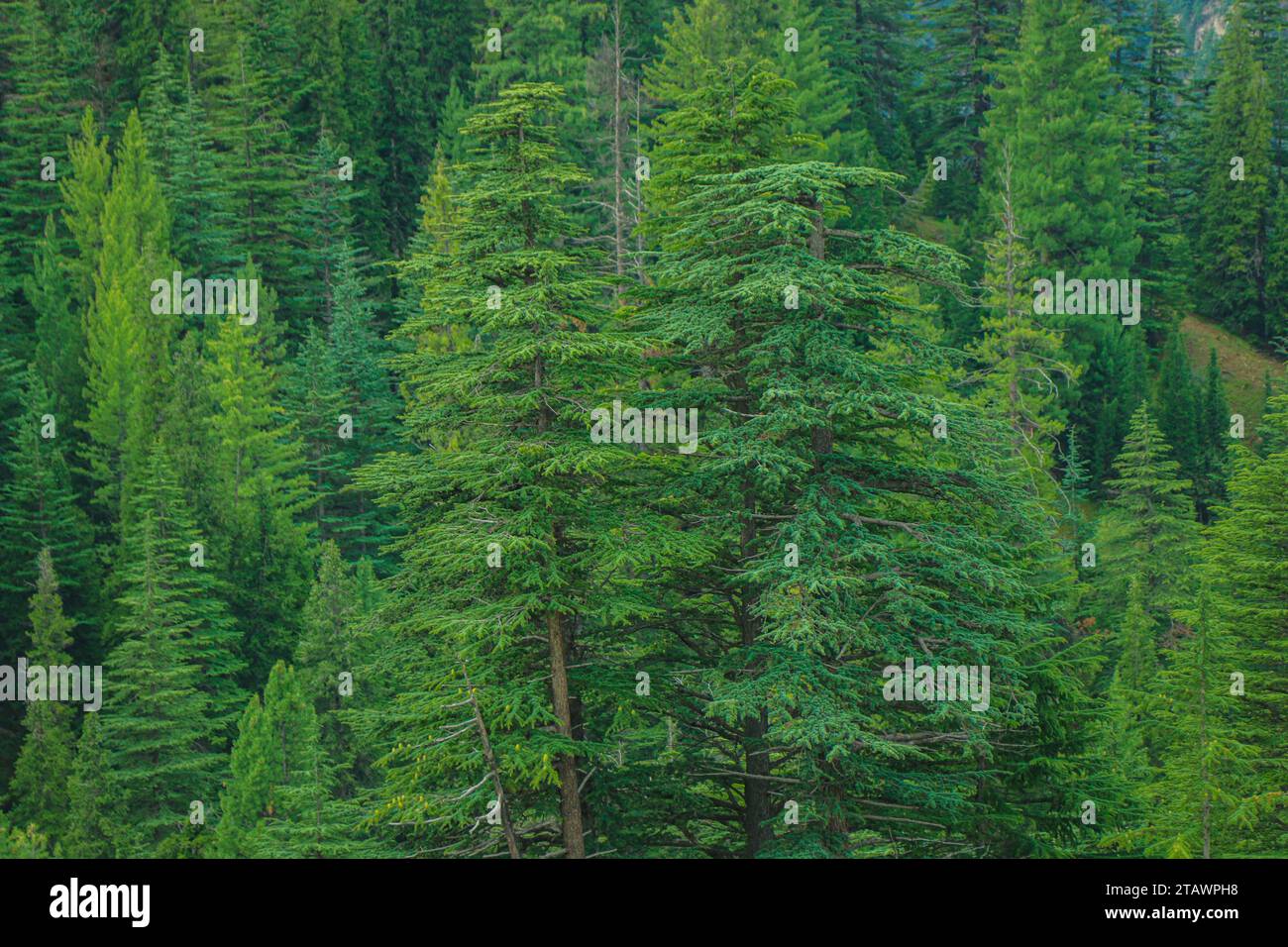 A landscape featuring a lush green forest and trees in nature ...