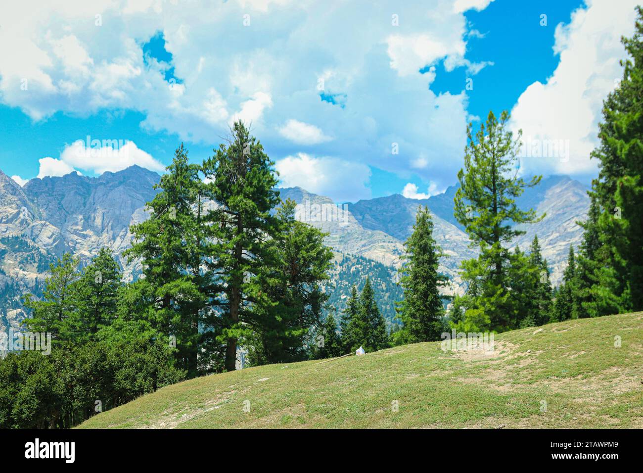 A landscape featuring a lush green forest and trees in nature ...