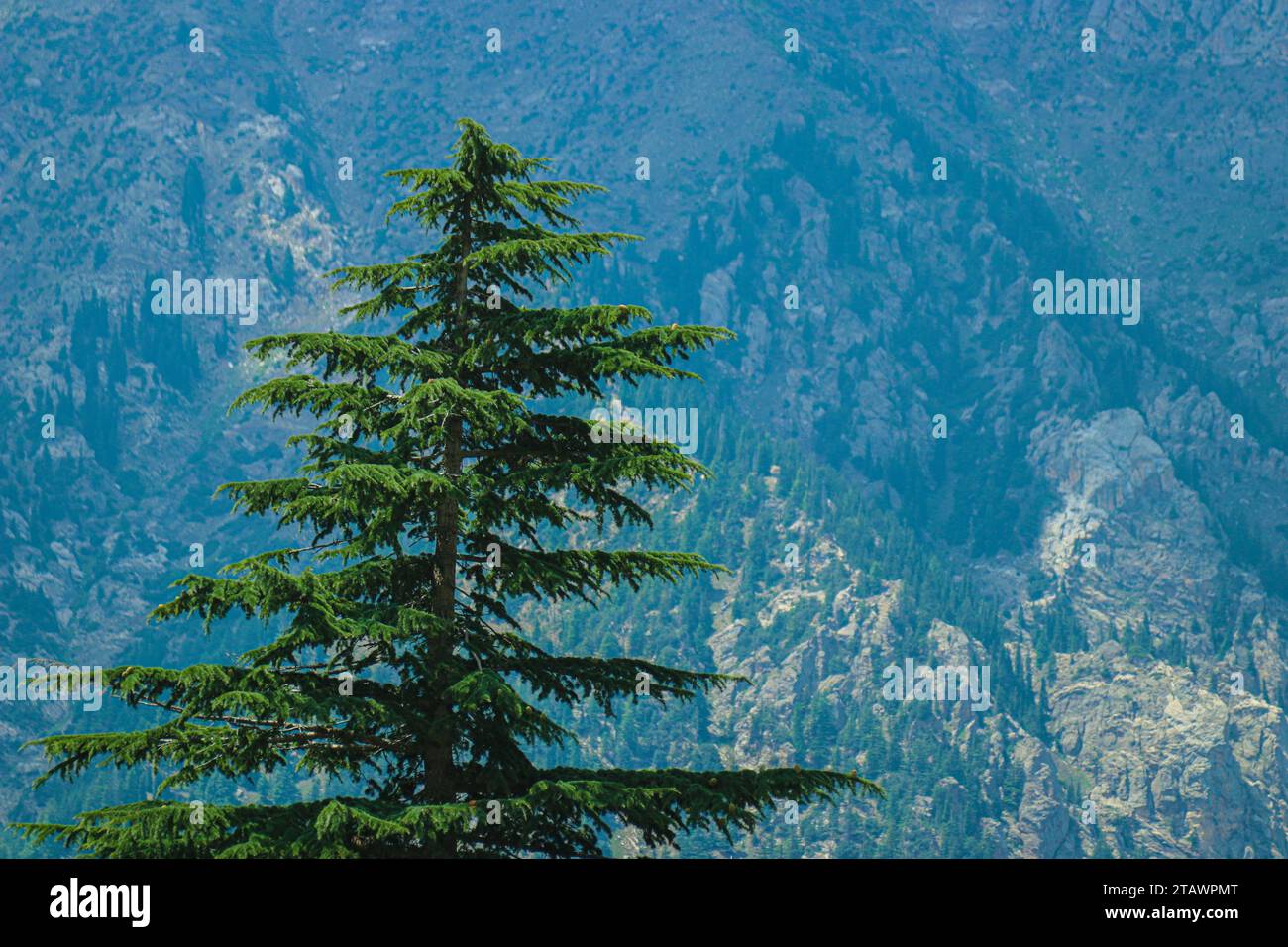 A landscape featuring a lush green forest and trees in nature ...