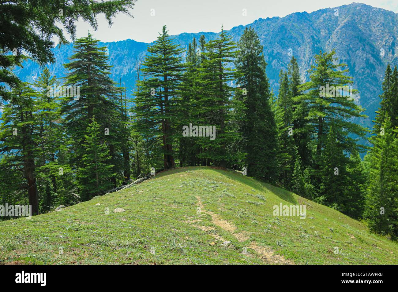 A landscape featuring a lush green forest and trees in nature ...