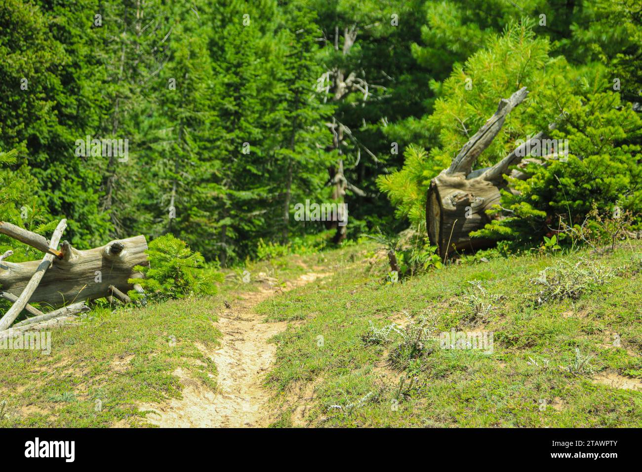 A landscape featuring a lush green forest and trees in nature ...