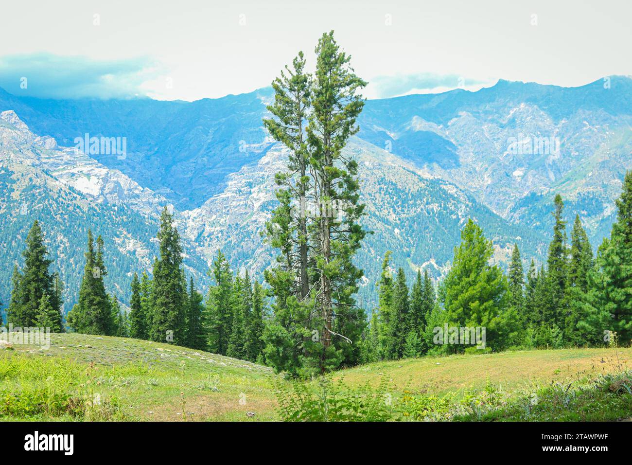 A landscape featuring a lush green forest and trees in nature ...