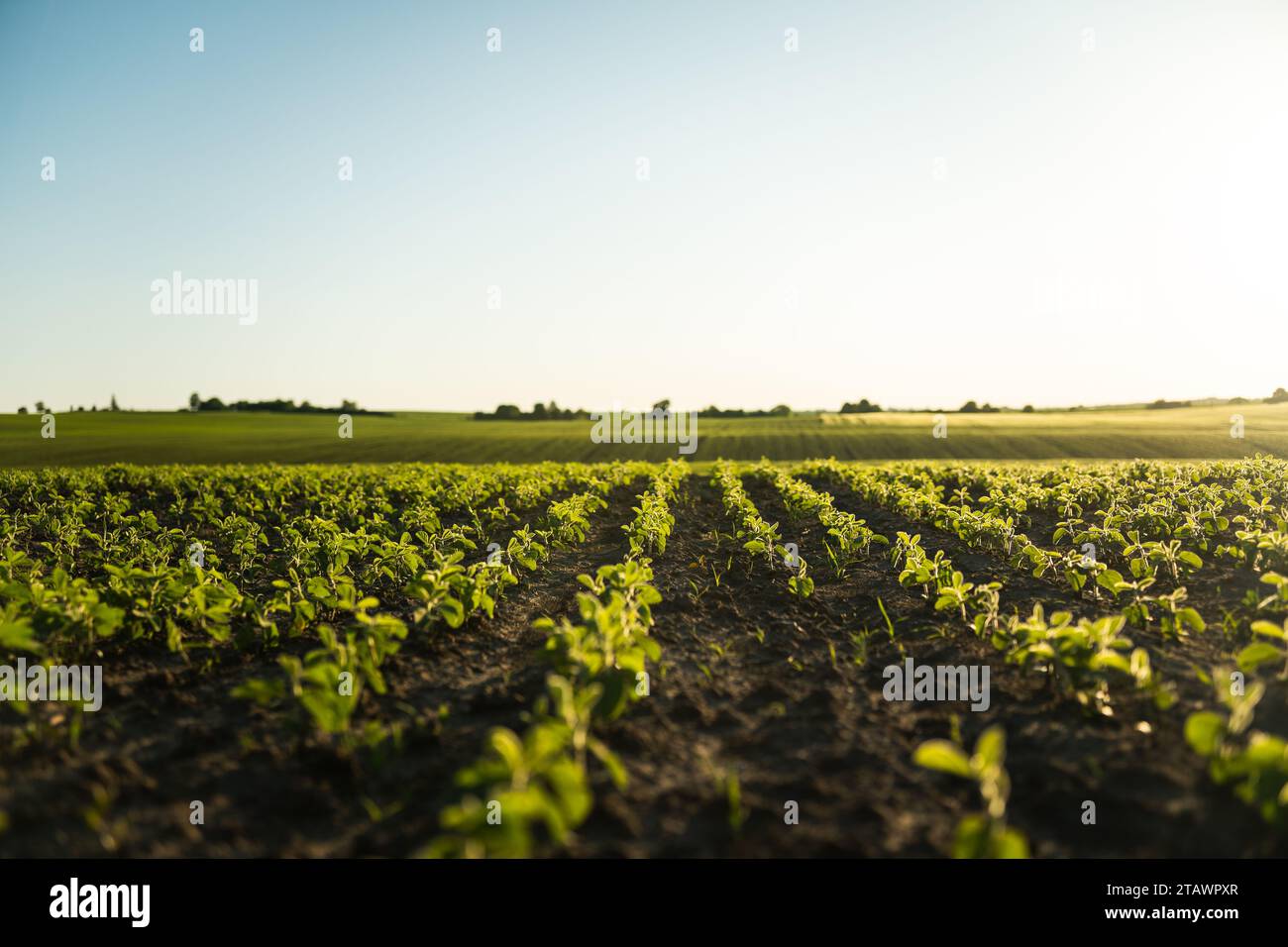 Soy crops during period active hi-res stock photography and images - Alamy