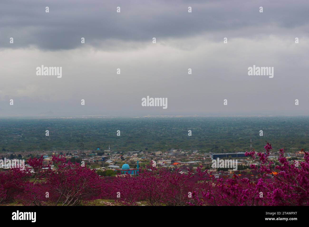 A landscape showcasing pink trees in a natural setting. | Parwan ...