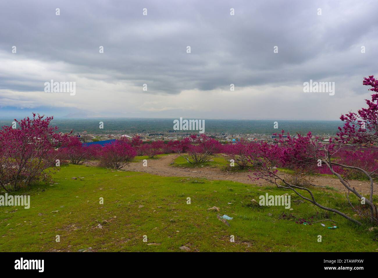 A landscape showcasing pink trees in a natural setting. | Parwan ...