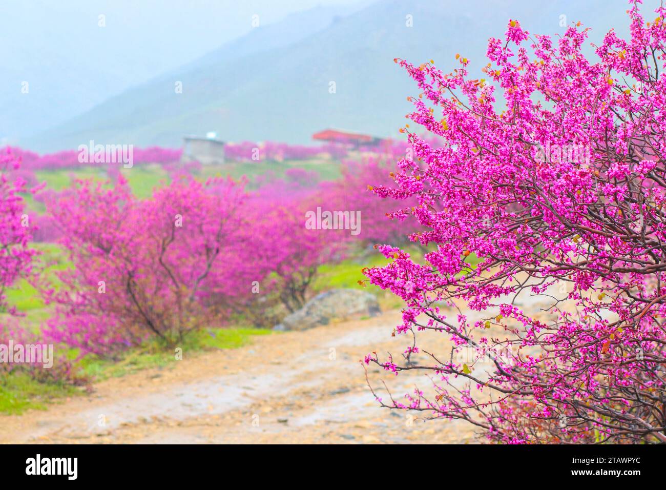 A landscape showcasing pink trees in a natural setting. | Parwan ...