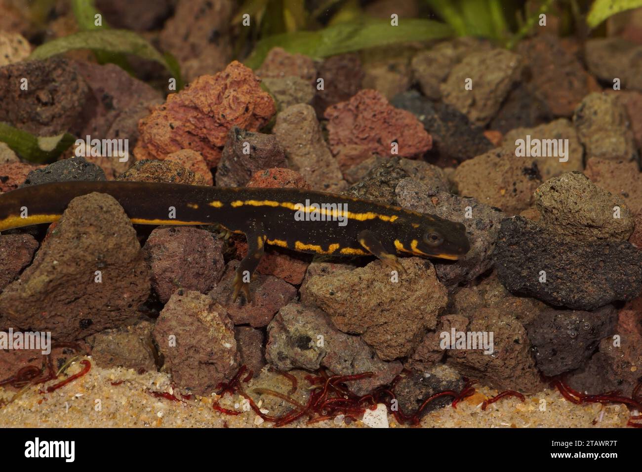 Natural closeup on a juvenile of the endangered Japanese Riu-Kiu sword ...