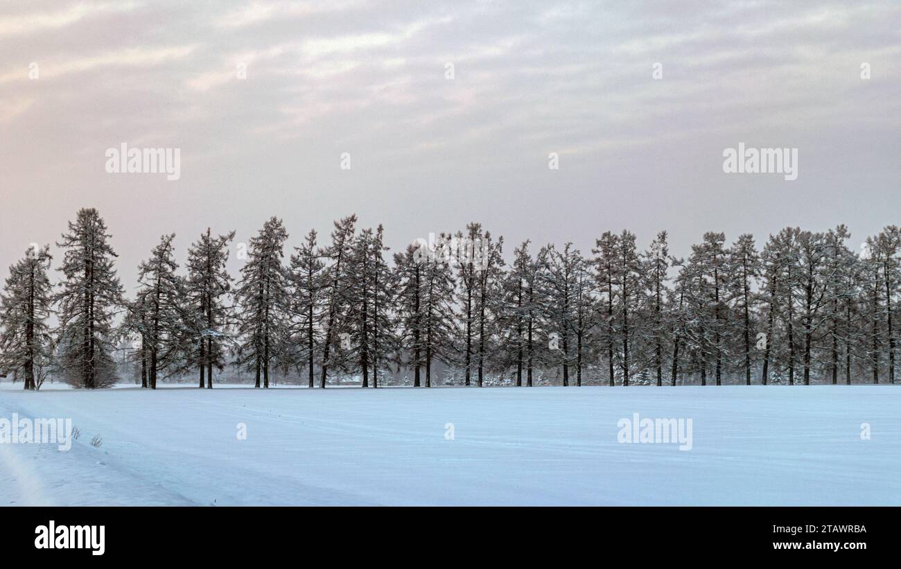 beautiful winter landscape, blue hour, dusk, fog Stock Photo - Alamy