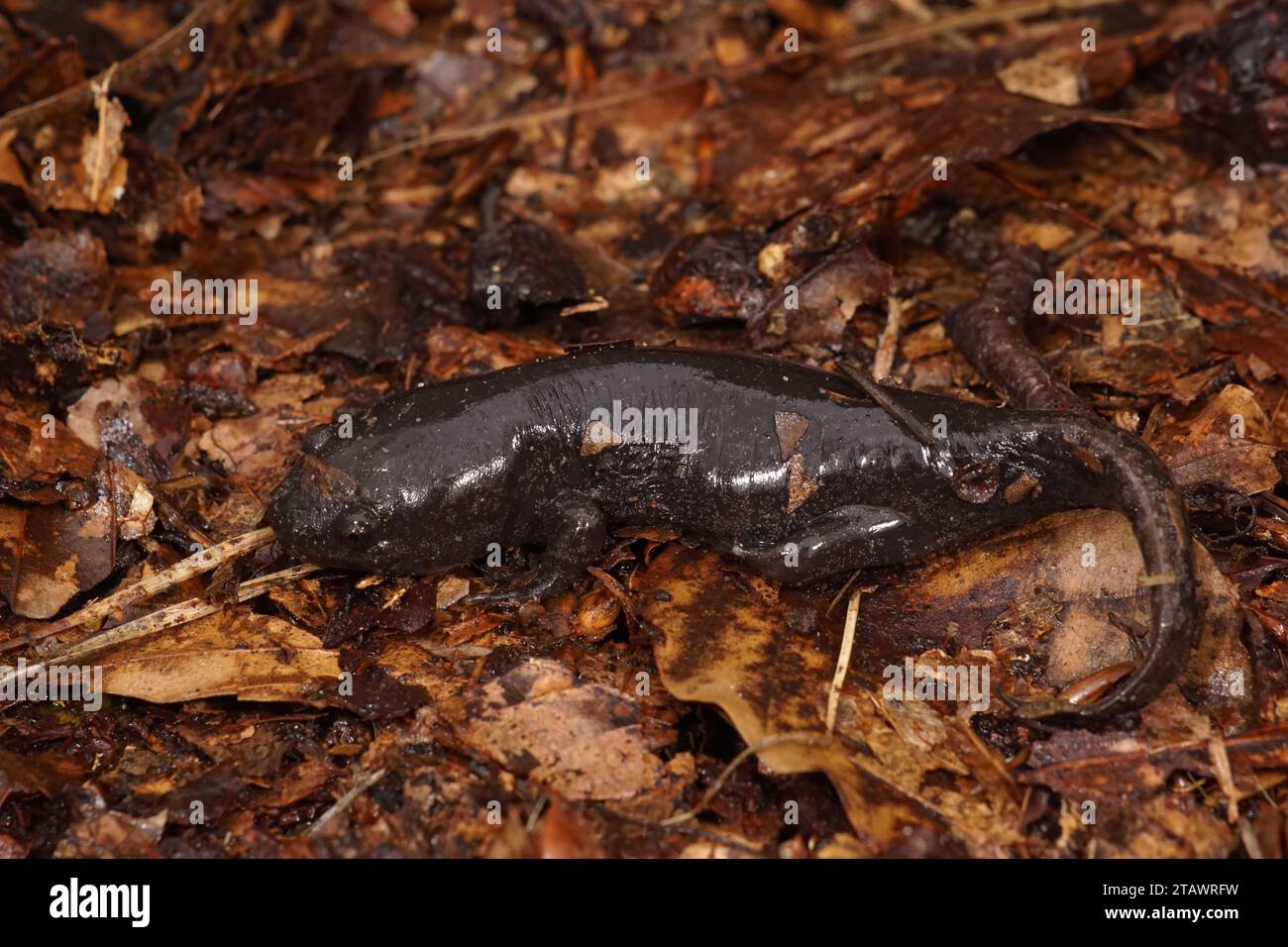Detailed closeup on a juvenile North-American mole salamander ...