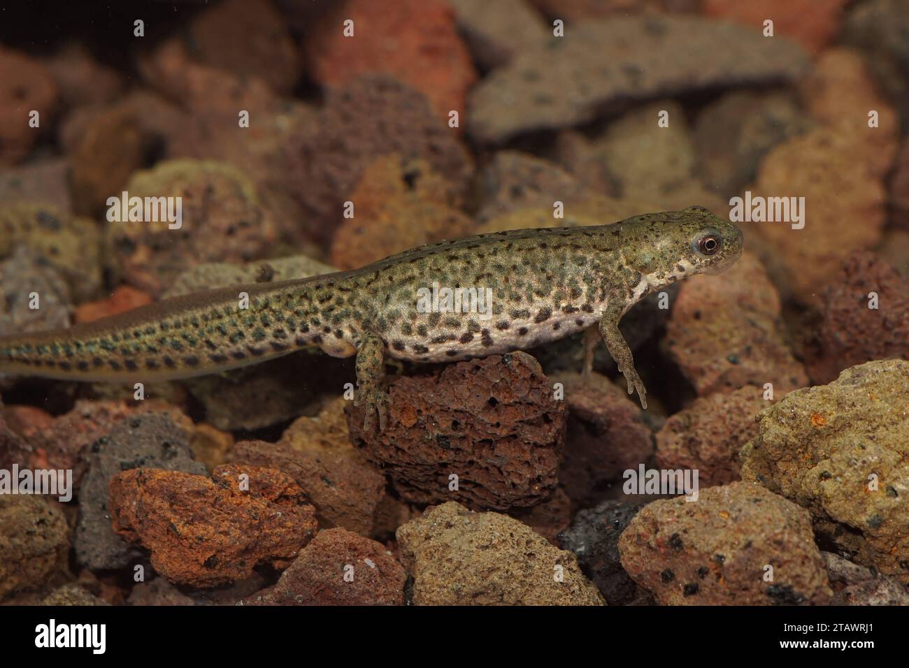 Italian crested newt hi-res stock photography and images - Alamy