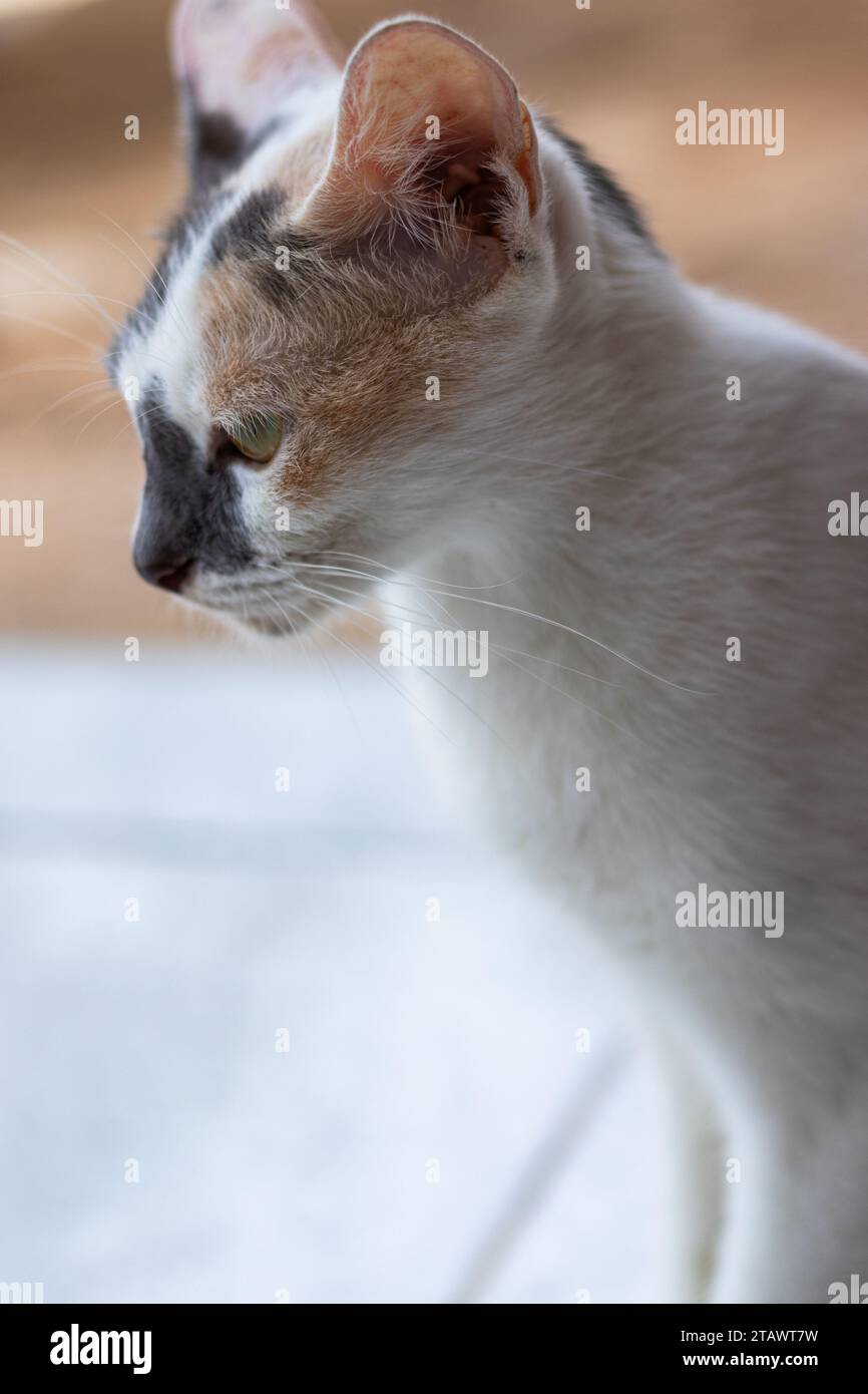 Cat thinking not illustration hi-res stock photography and images - Alamy