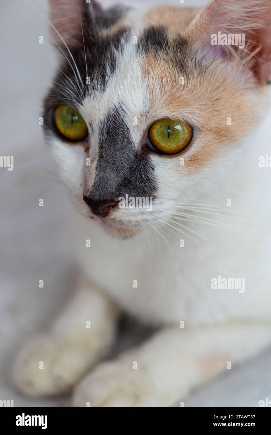 Serious animal hi-res stock photography and images - Alamy