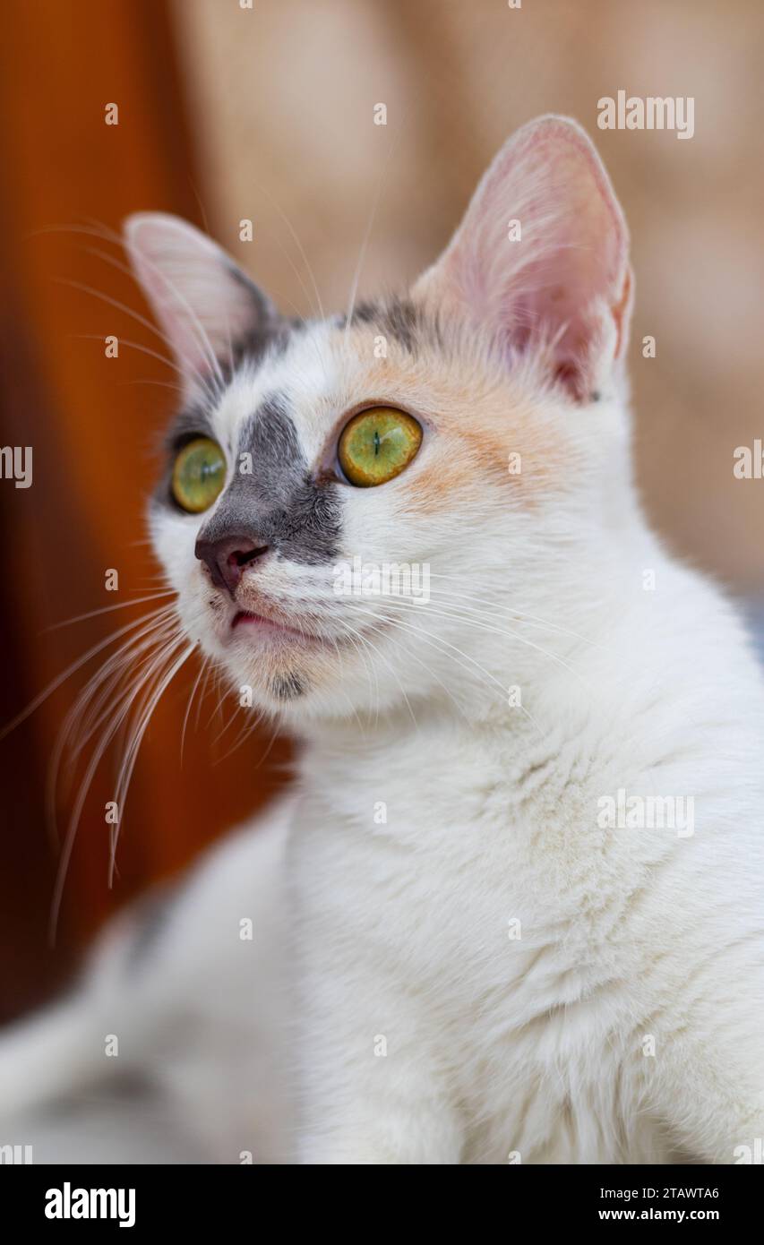 Cats face hi-res stock photography and images - Alamy