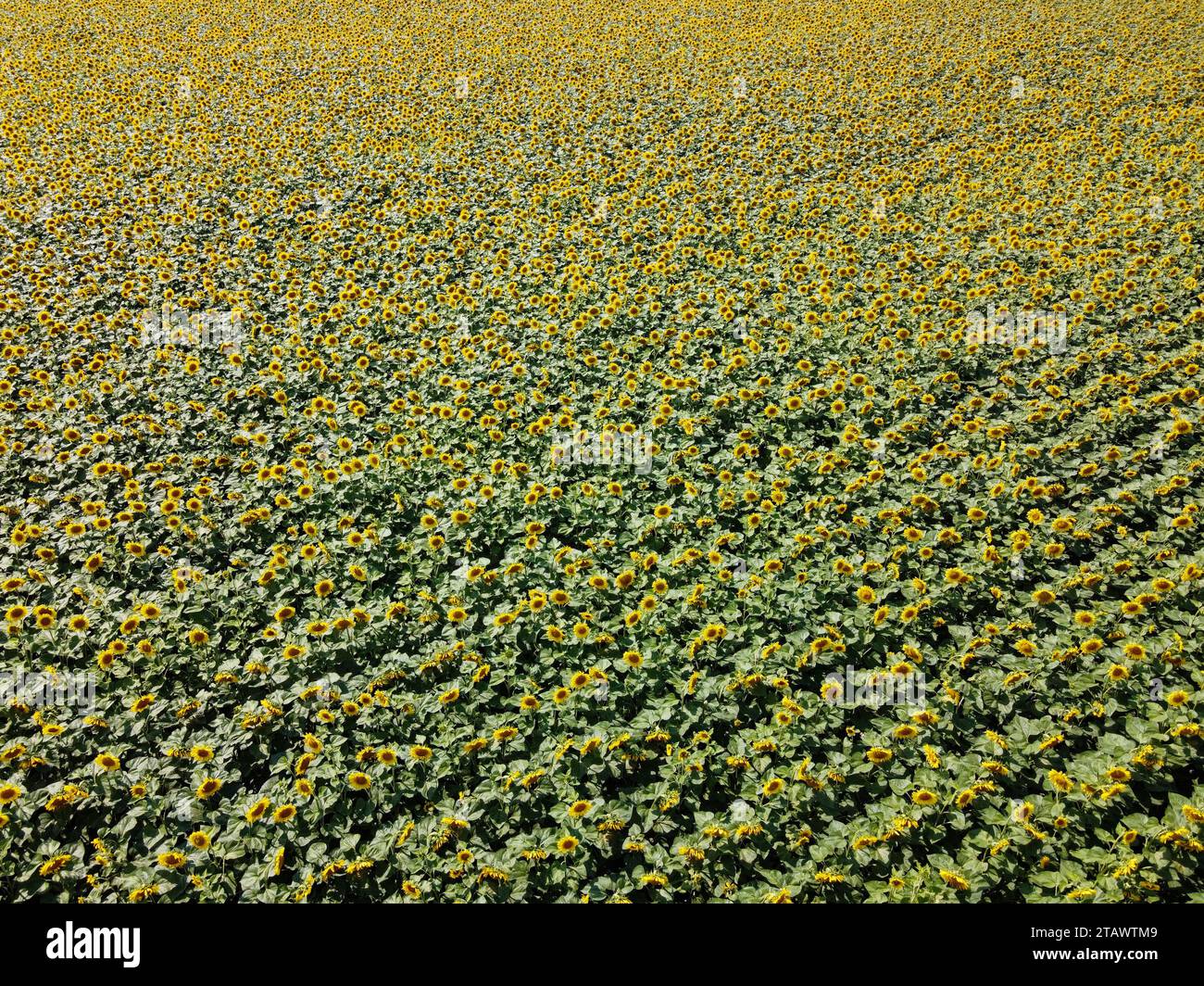 Top view field flowering sunflower hi-res stock photography and images ...