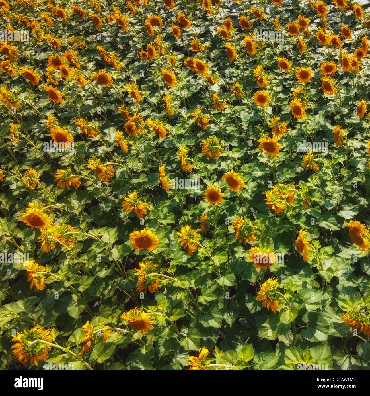 Wide angle shot sunflower hi-res stock photography and images - Alamy