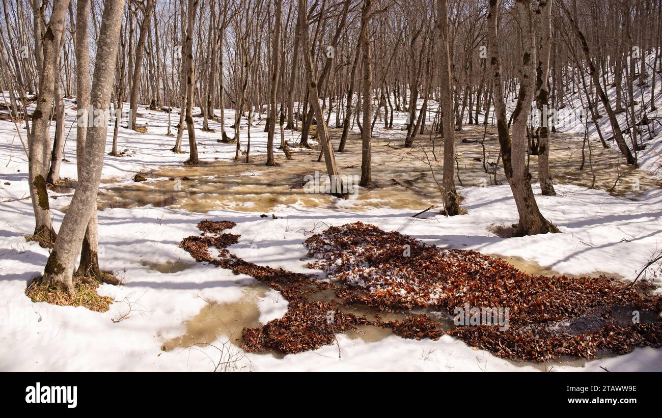 Lakes in a beautiful winter forest. Khyzy region. Azerbaijan Stock ...