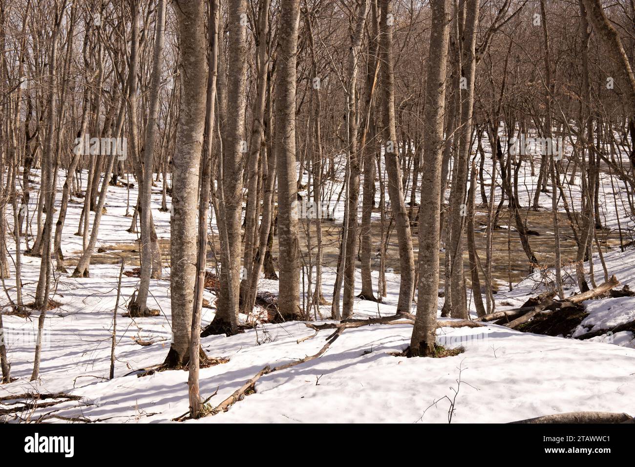 Lakes in a beautiful winter forest. Khyzy region. Azerbaijan Stock ...