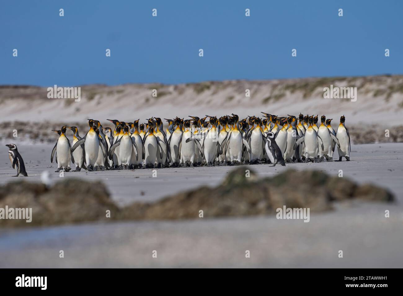 Large group of King Penguins (Aptenodytes patagonicus) and a few ...
