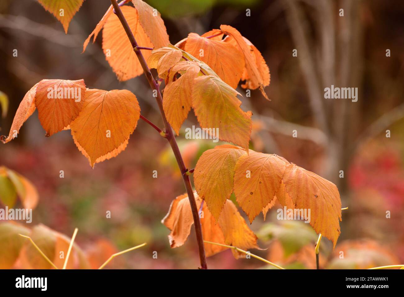 Raspberry all gold plant hi-res stock photography and images - Alamy