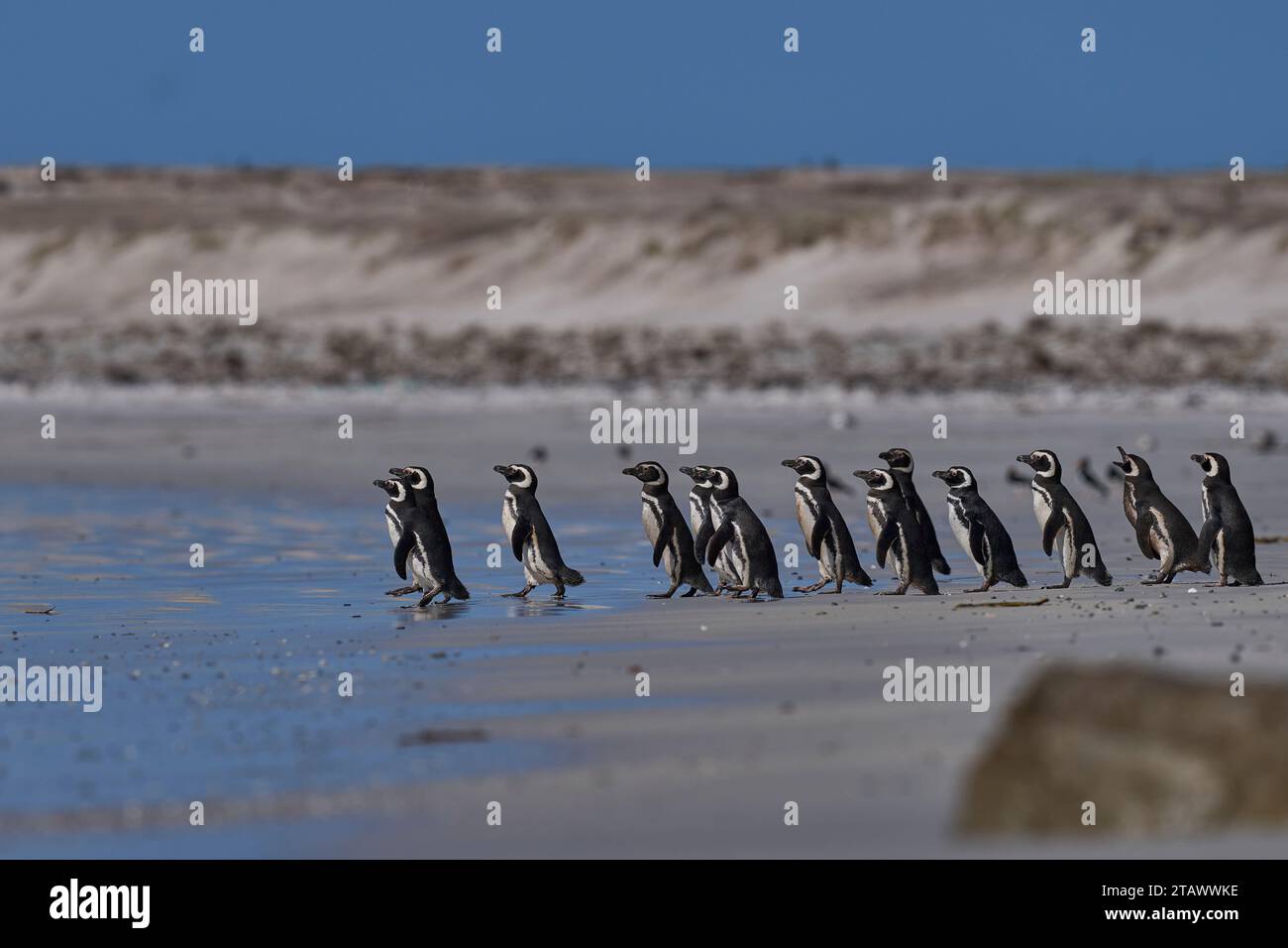 Group of Magellanic Penguins (Spheniscus magellanicus) going to sea at ...