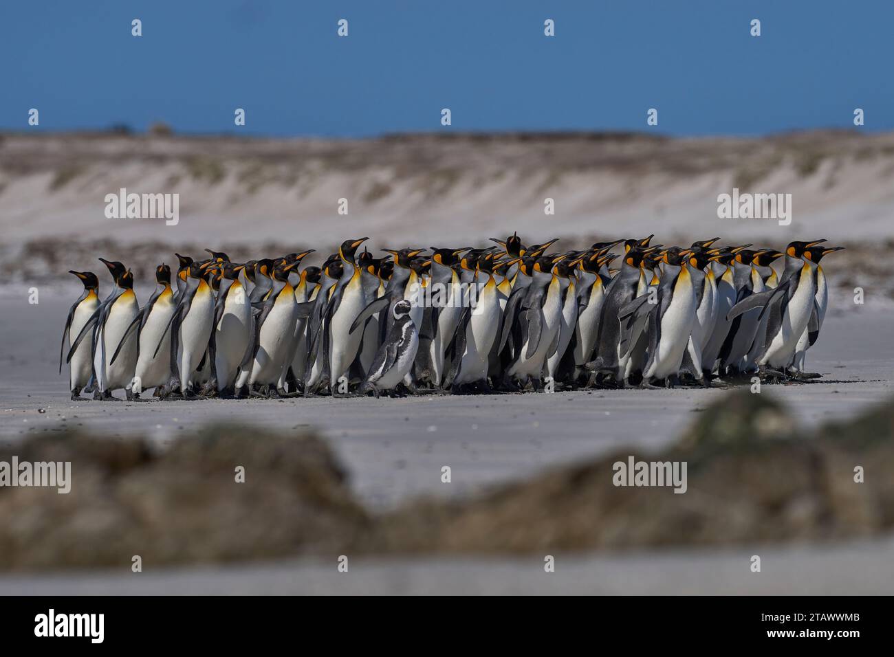 Large group of King Penguins (Aptenodytes patagonicus) and a few ...
