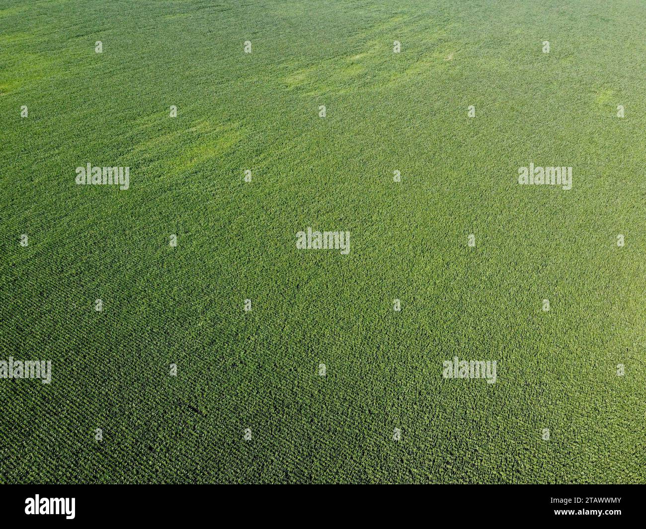 Aerial view of lush green maize farm hi-res stock photography and ...