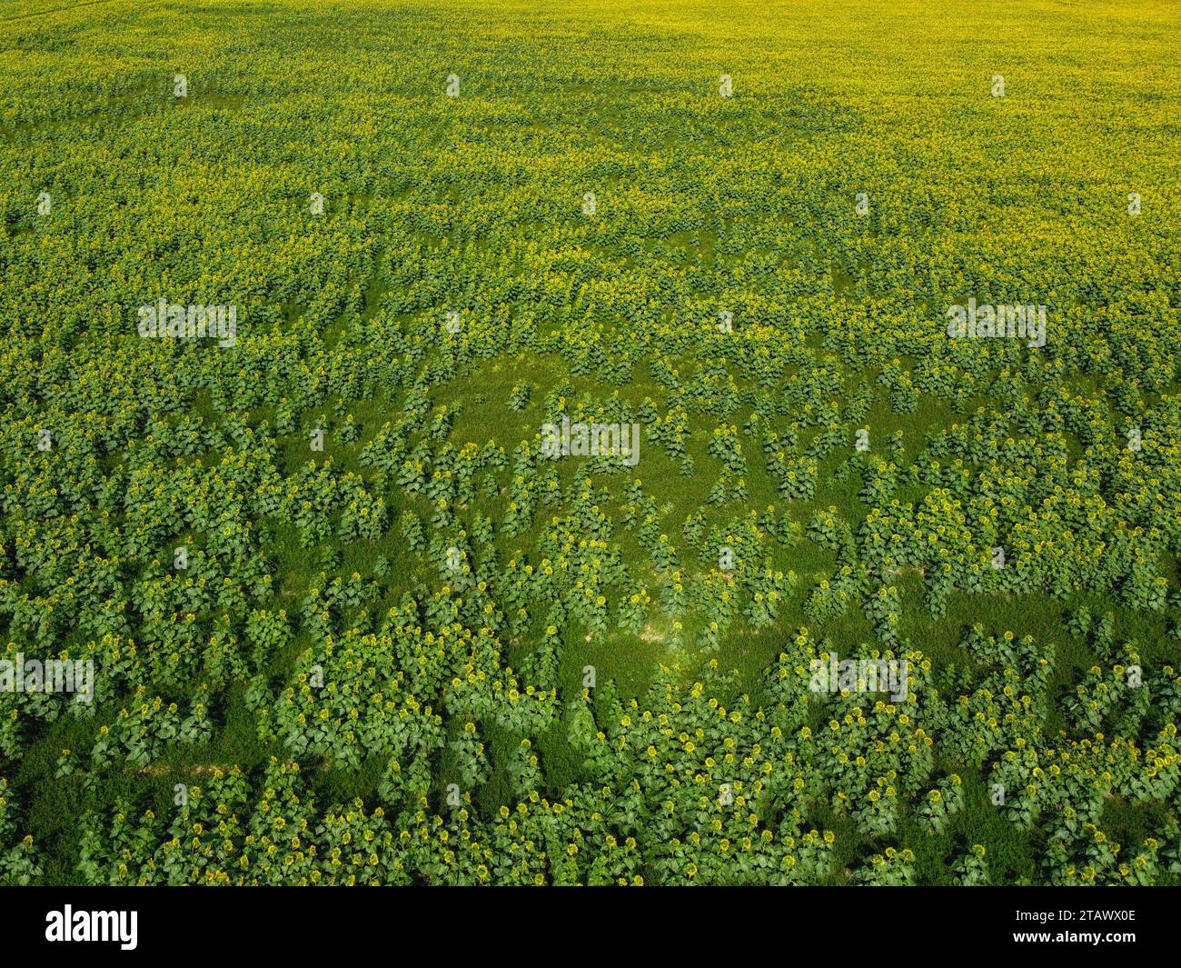 Aerial shot field planted sunflowers hi-res stock photography and ...