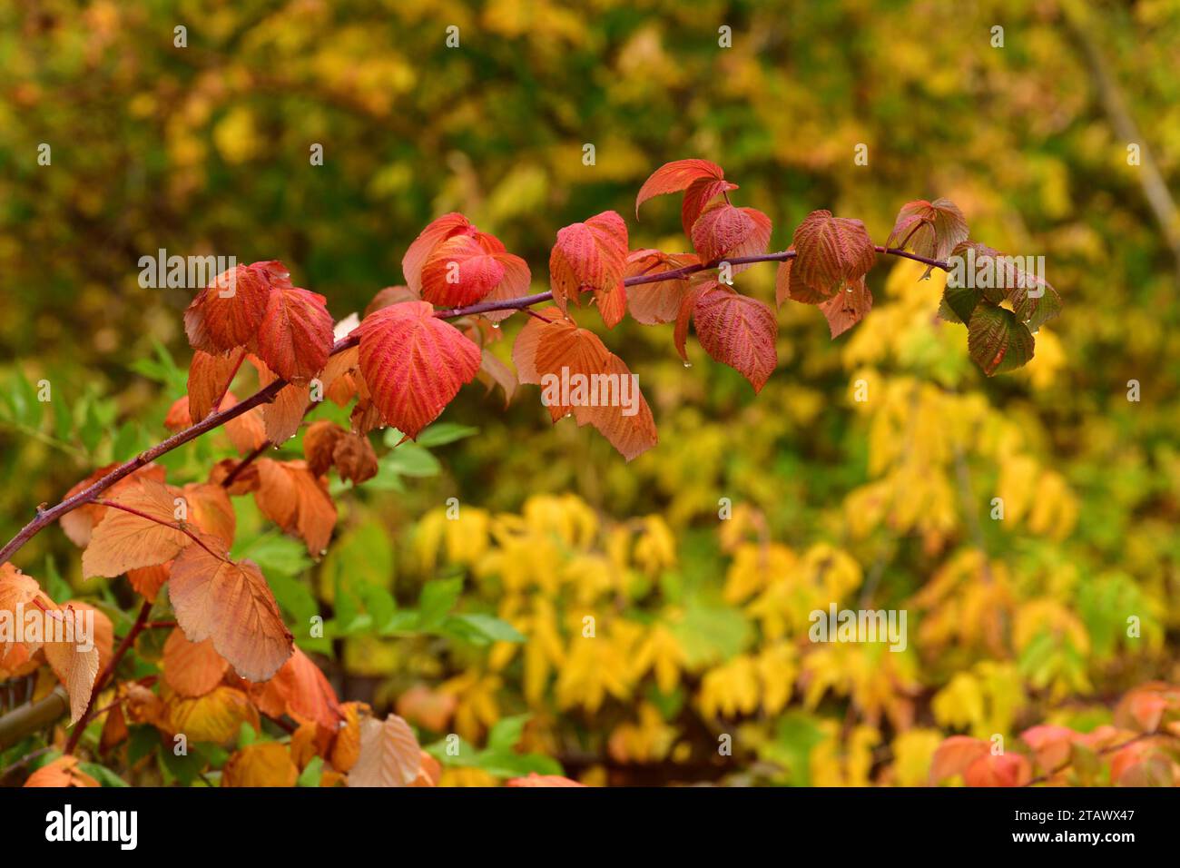 Red autumn raspberry leaves on branch Stock Photo - Alamy