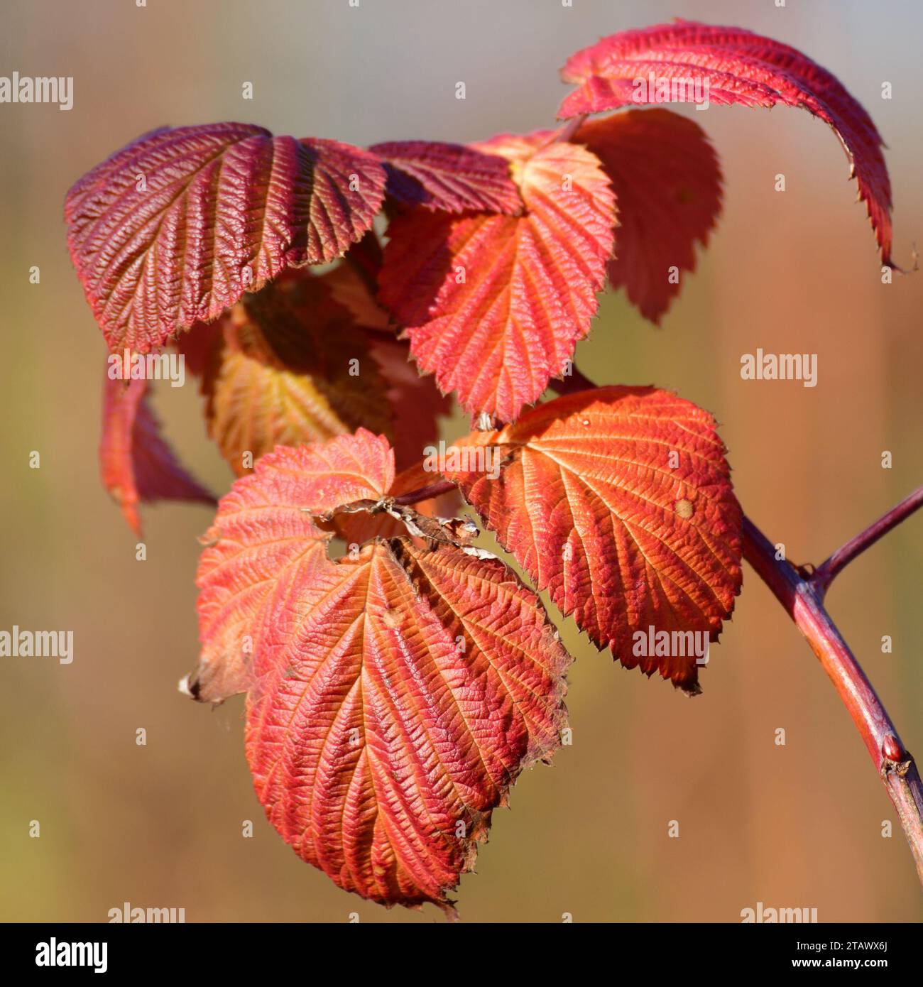 Raspberry all gold plant hi-res stock photography and images - Alamy