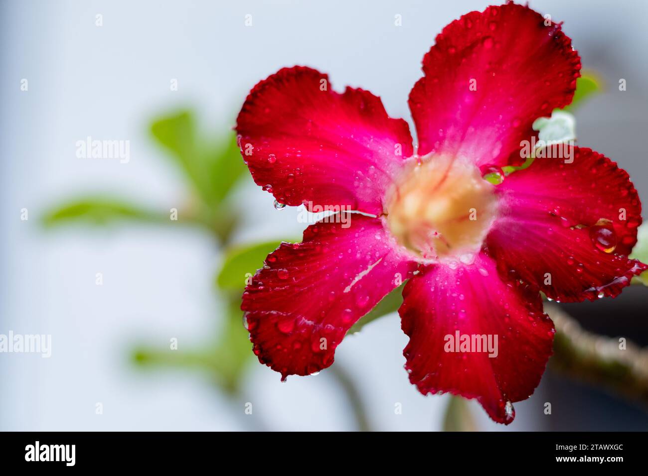 Red frangipani hi-res stock photography and images - Alamy