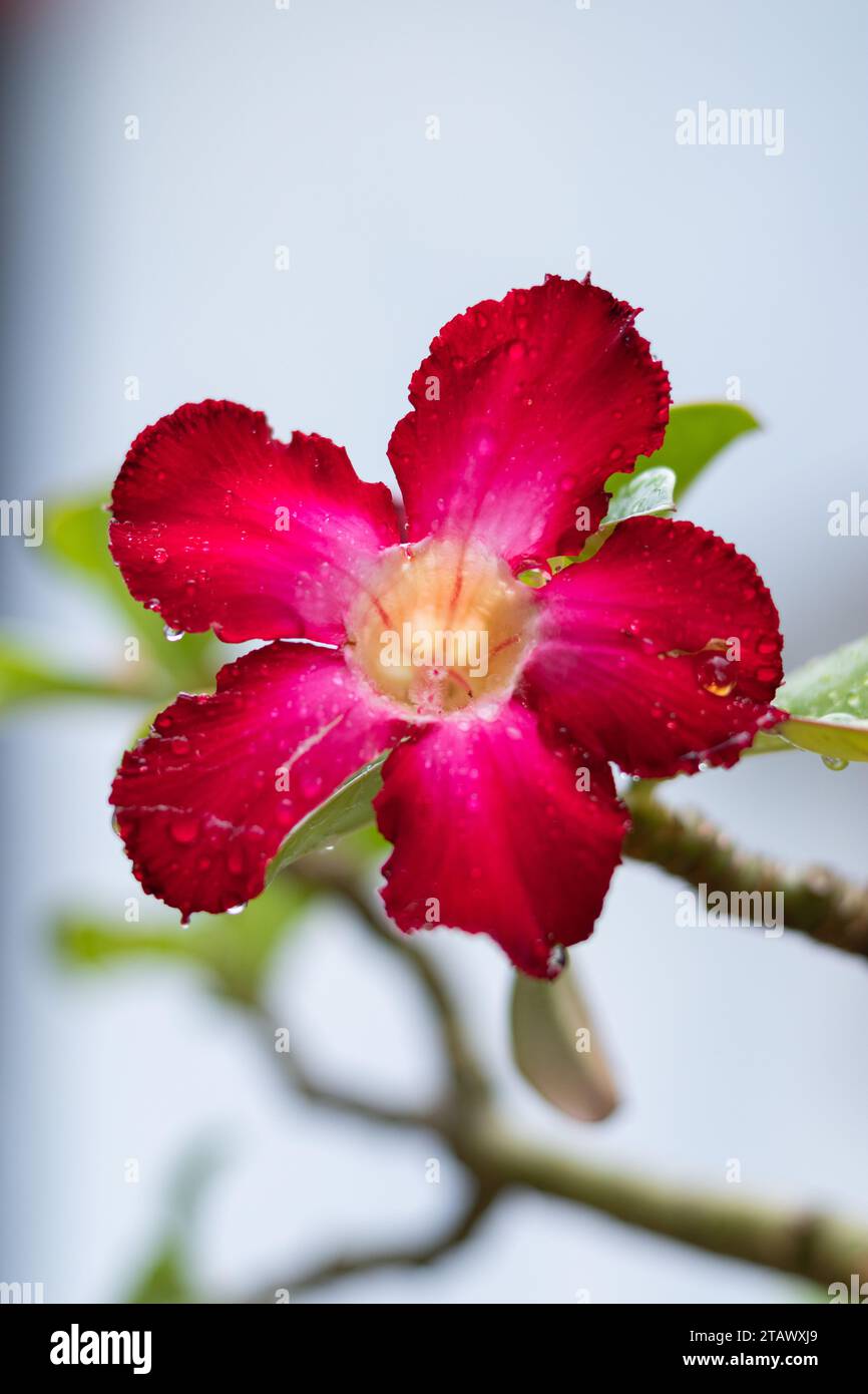 Purple frangipani hi-res stock photography and images - Alamy