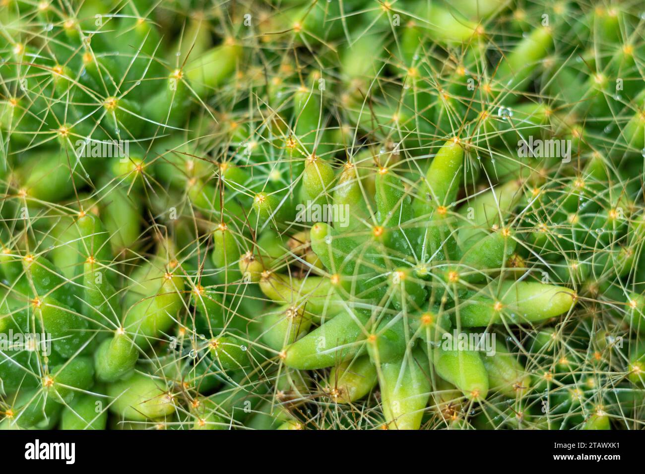Green cactus with spikes closeup texture background Stock Photo - Alamy