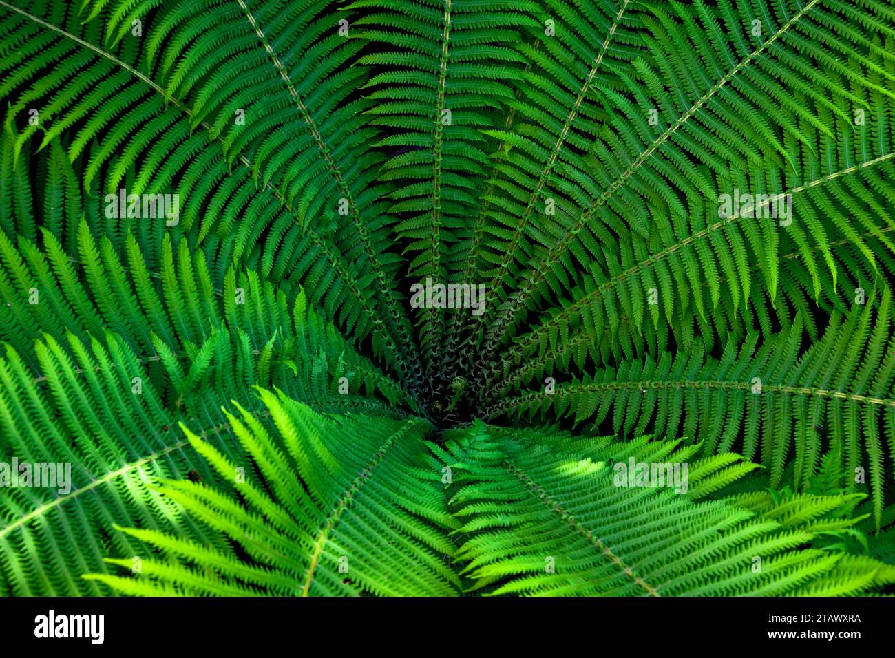 A fern plant with leaves arranged in a circular pattern Stock Photo - Alamy