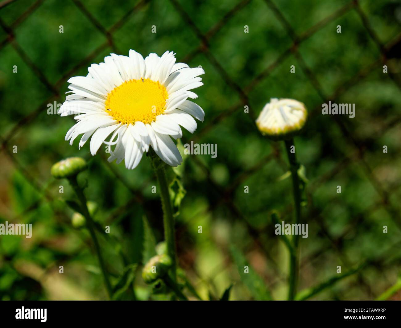 Daisy center hi-res stock photography and images - Alamy