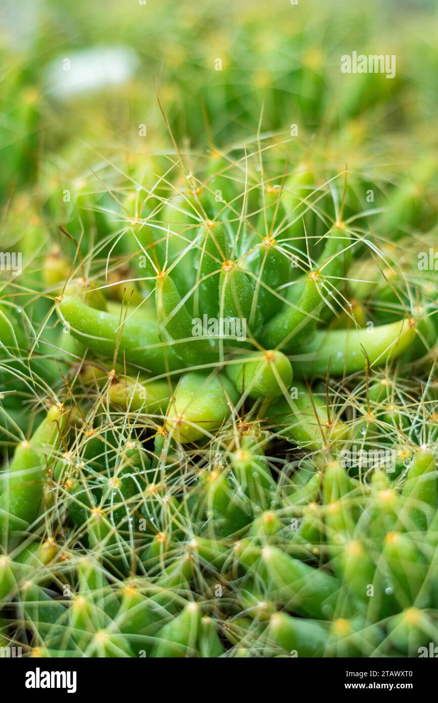 Green cactus with spikes closeup texture background Stock Photo - Alamy