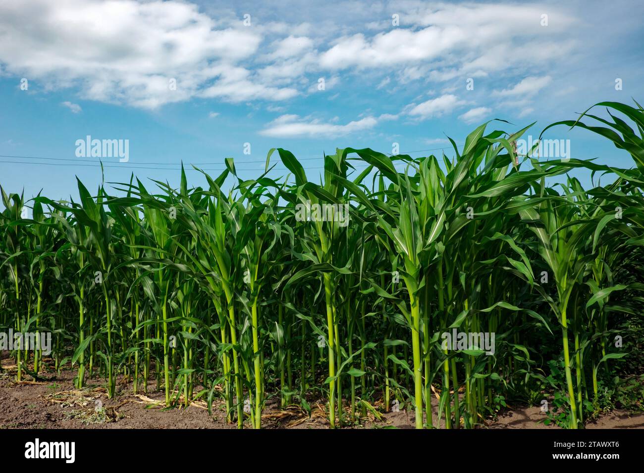 White maize field hi-res stock photography and images - Alamy