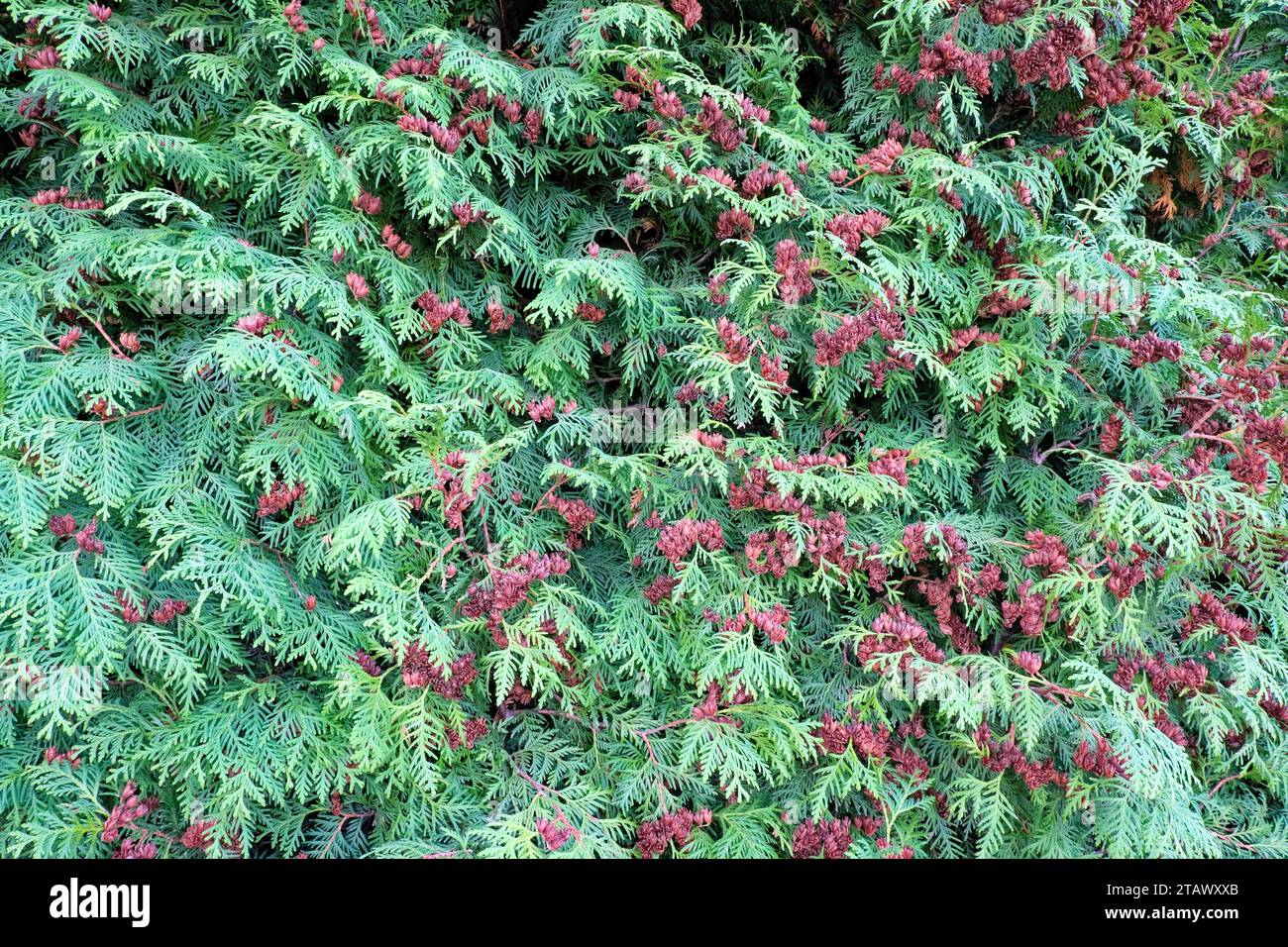 Plexus texture hi-res stock photography and images - Alamy