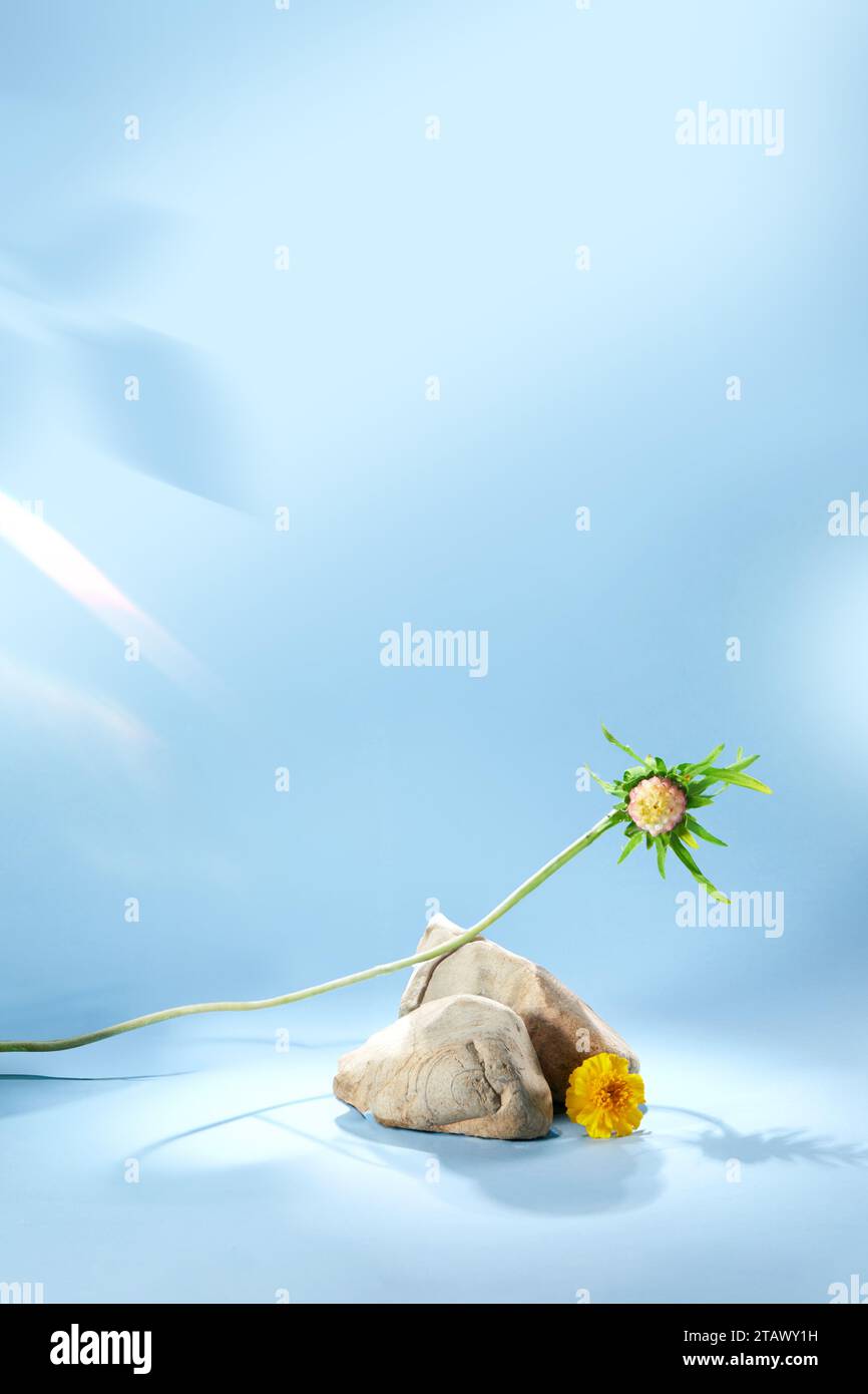 Professional product display backgrounds, Clean product photography ...