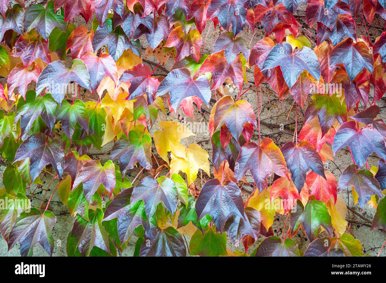 Creeper pattern hi-res stock photography and images - Alamy