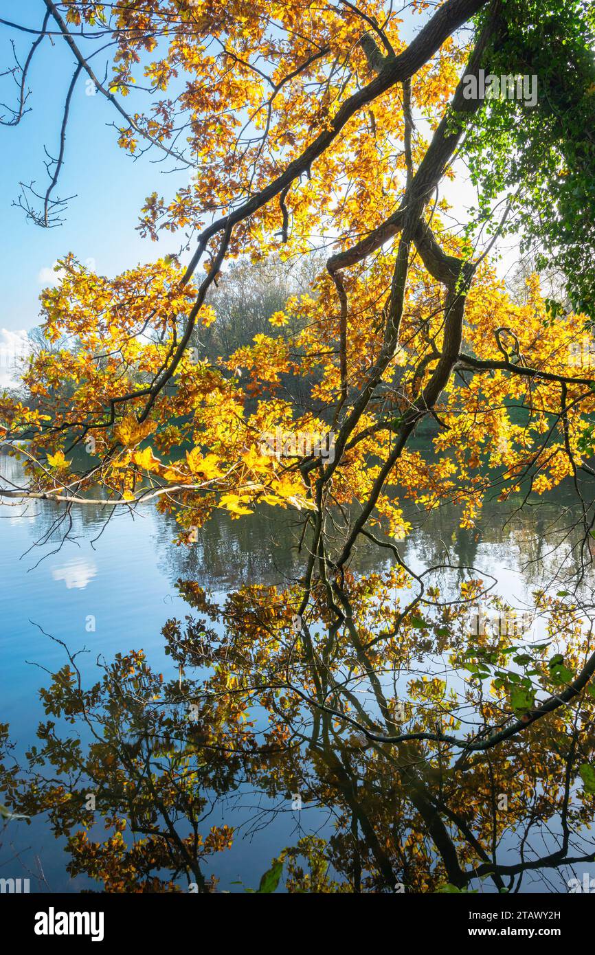 Complementary colors in nature hi-res stock photography and images - Alamy