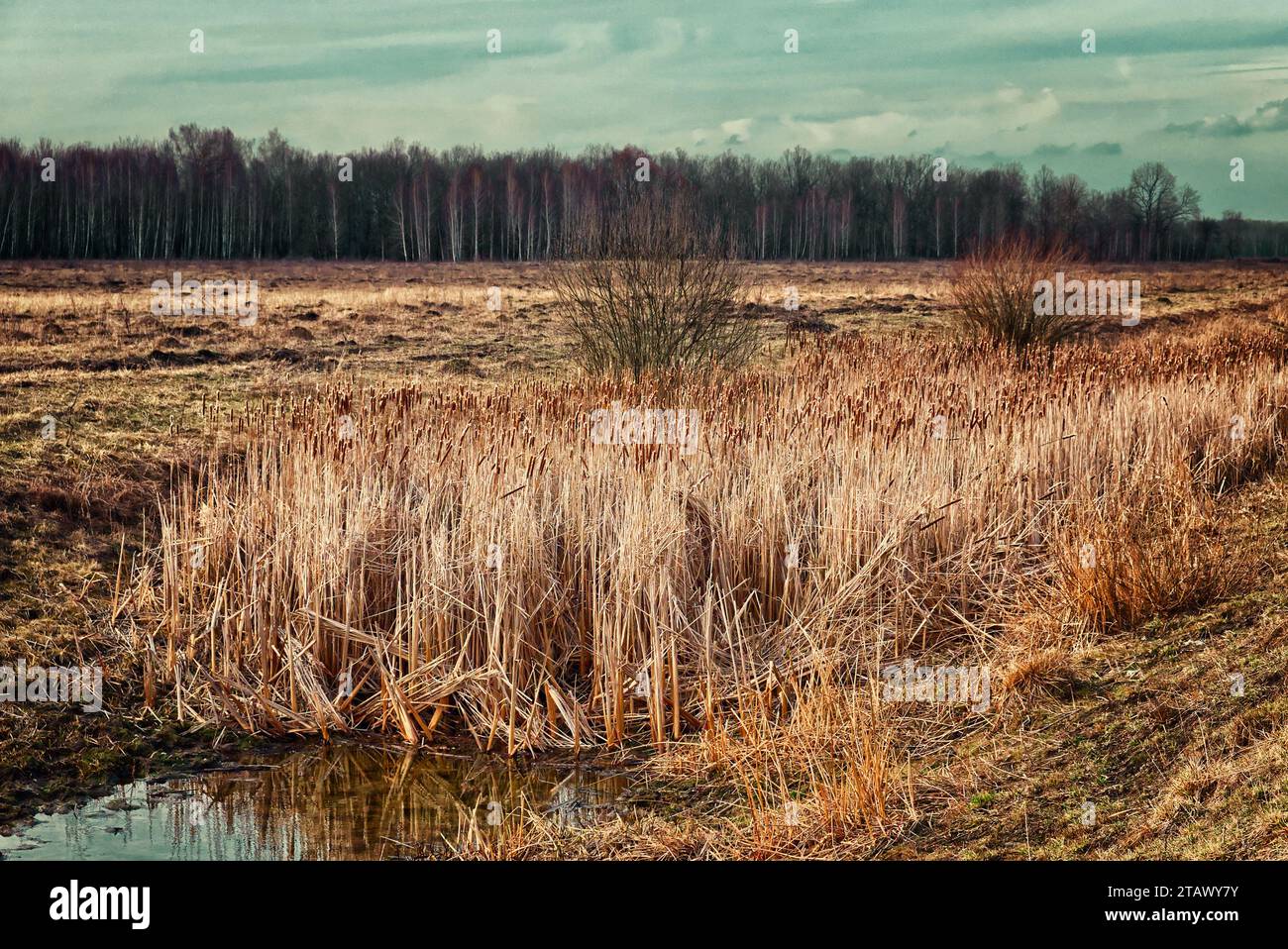 The photo showcases a field of tall grass under an orange sky, with a ...