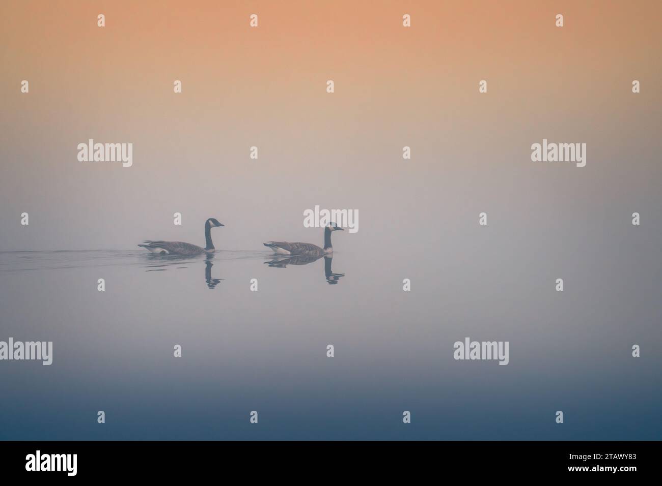 Ethereal wildlife hi-res stock photography and images - Alamy