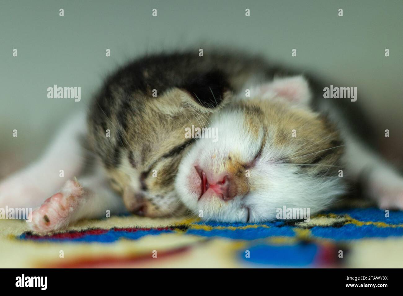 Cute Kittens Sleeping Together