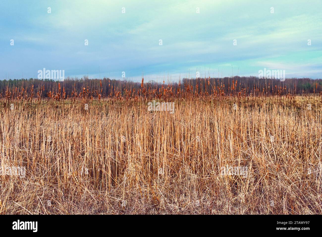 Tall dried grass hi-res stock photography and images - Alamy