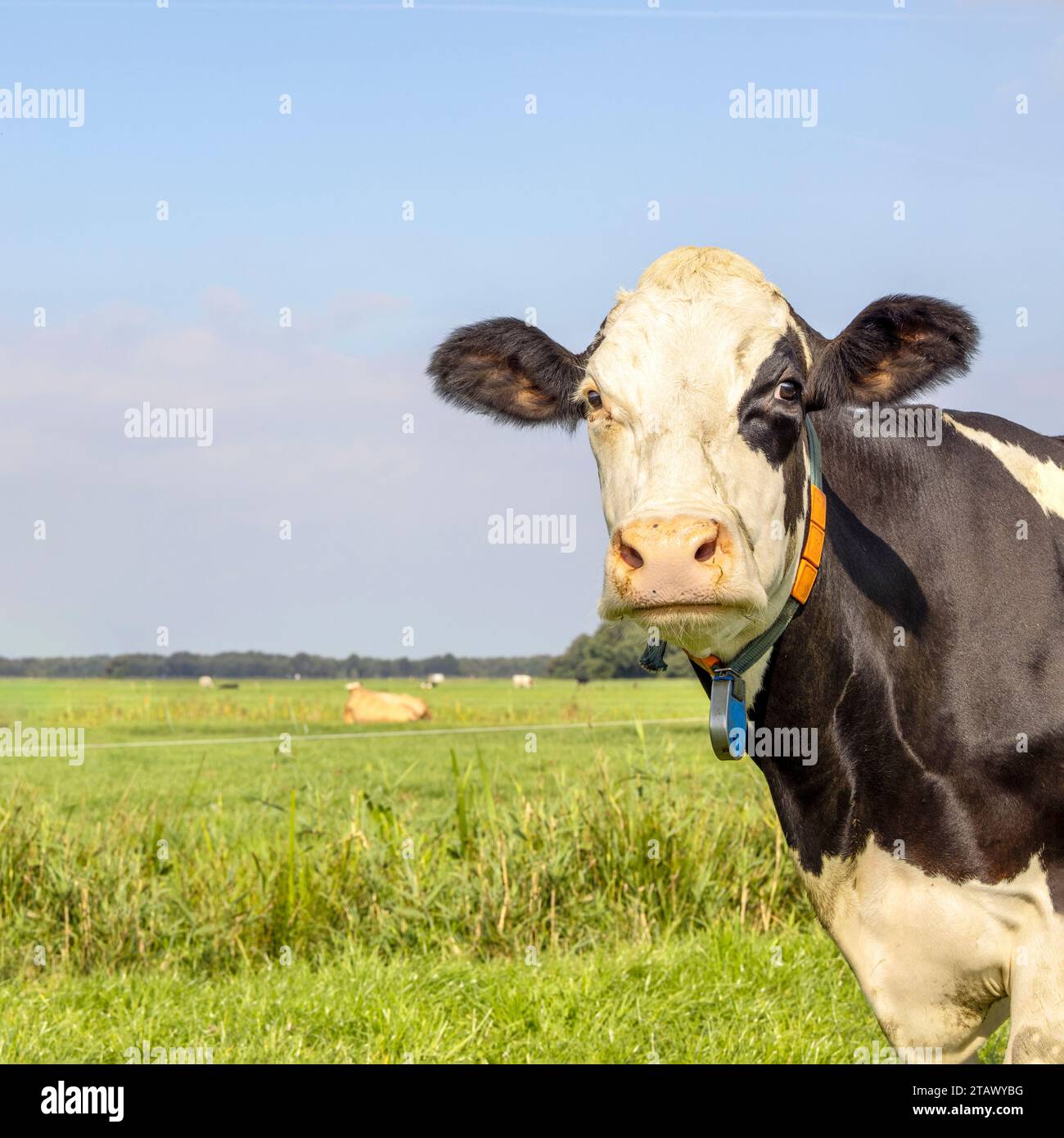 One cow looking on the right side, head in the corner, a blue sky ...