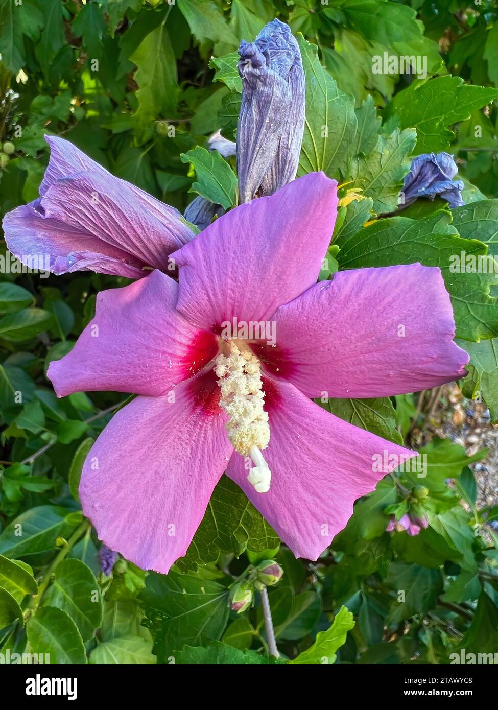Natural closeup on a bright purple beautifully blooming flower of the ...