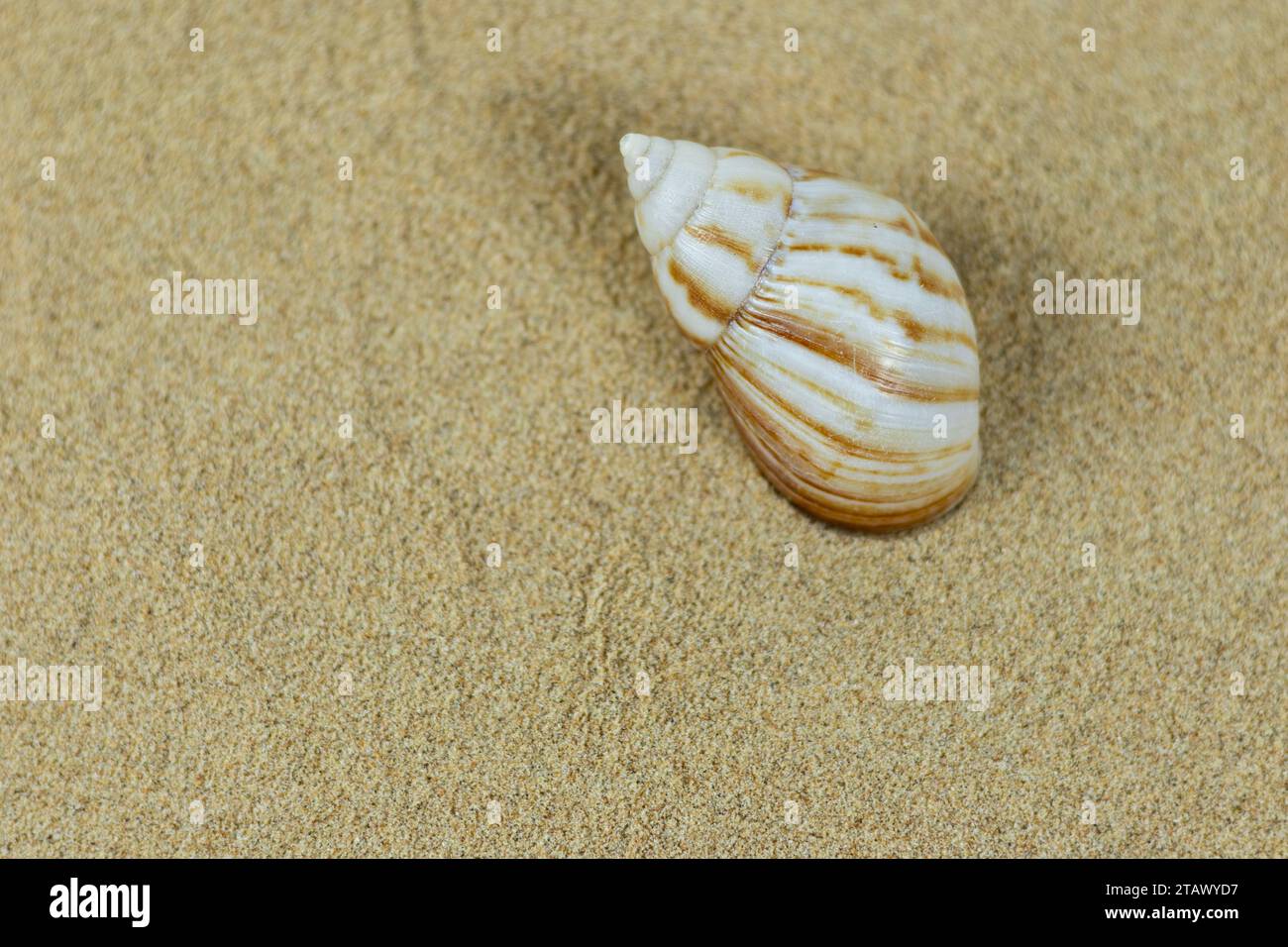 sea snail shell on clean beach sand. Close up, beach sand texture Stock ...