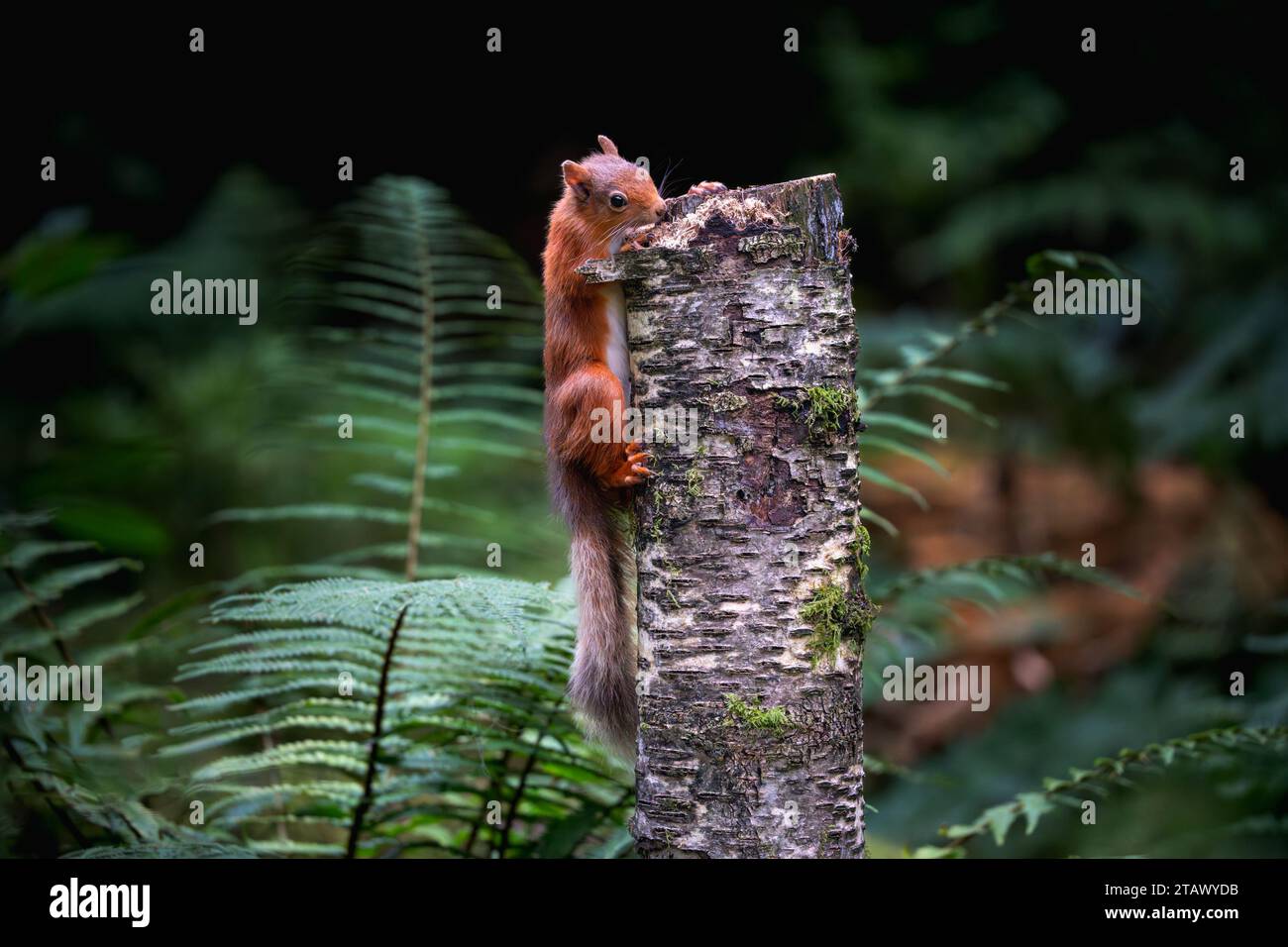 Scottish wildlife photography hi-res stock photography and images - Alamy